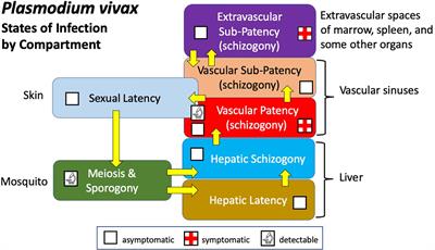 Frontiers | Basic Research of Plasmodium vivax Biology Enabling Its Management as a Clinical and ...